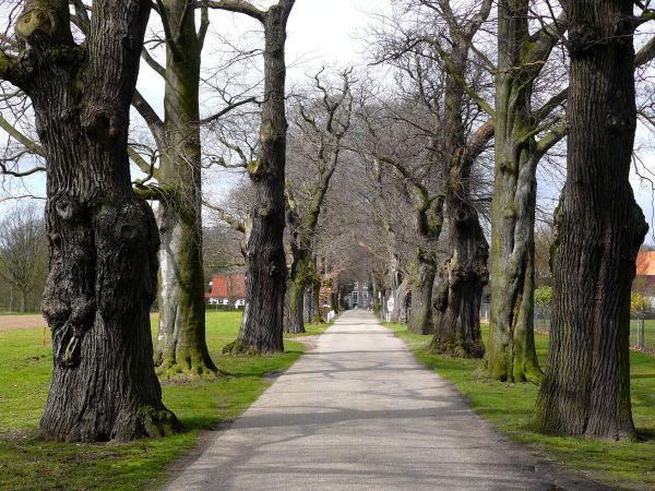Kappen bomen in verband met veiligheid – Dorpsraad Nunhem (gemeente Leudal)