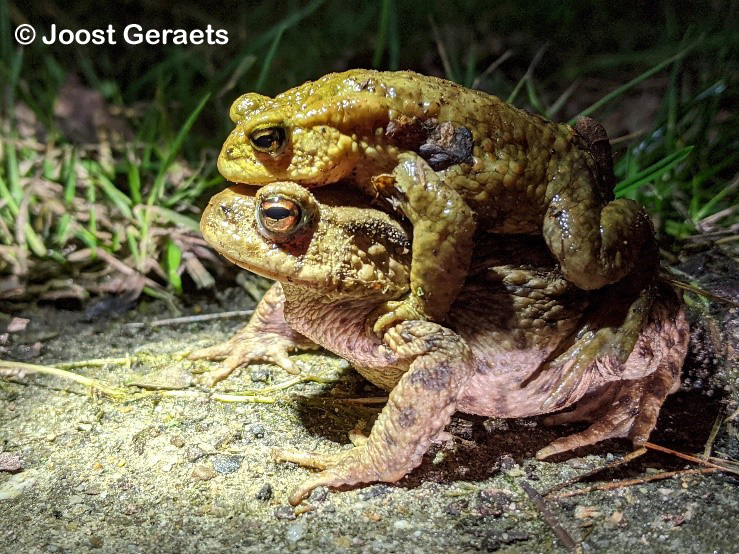 Paddentrek 2023 – Dorpsraad Nunhem (gemeente Leudal)